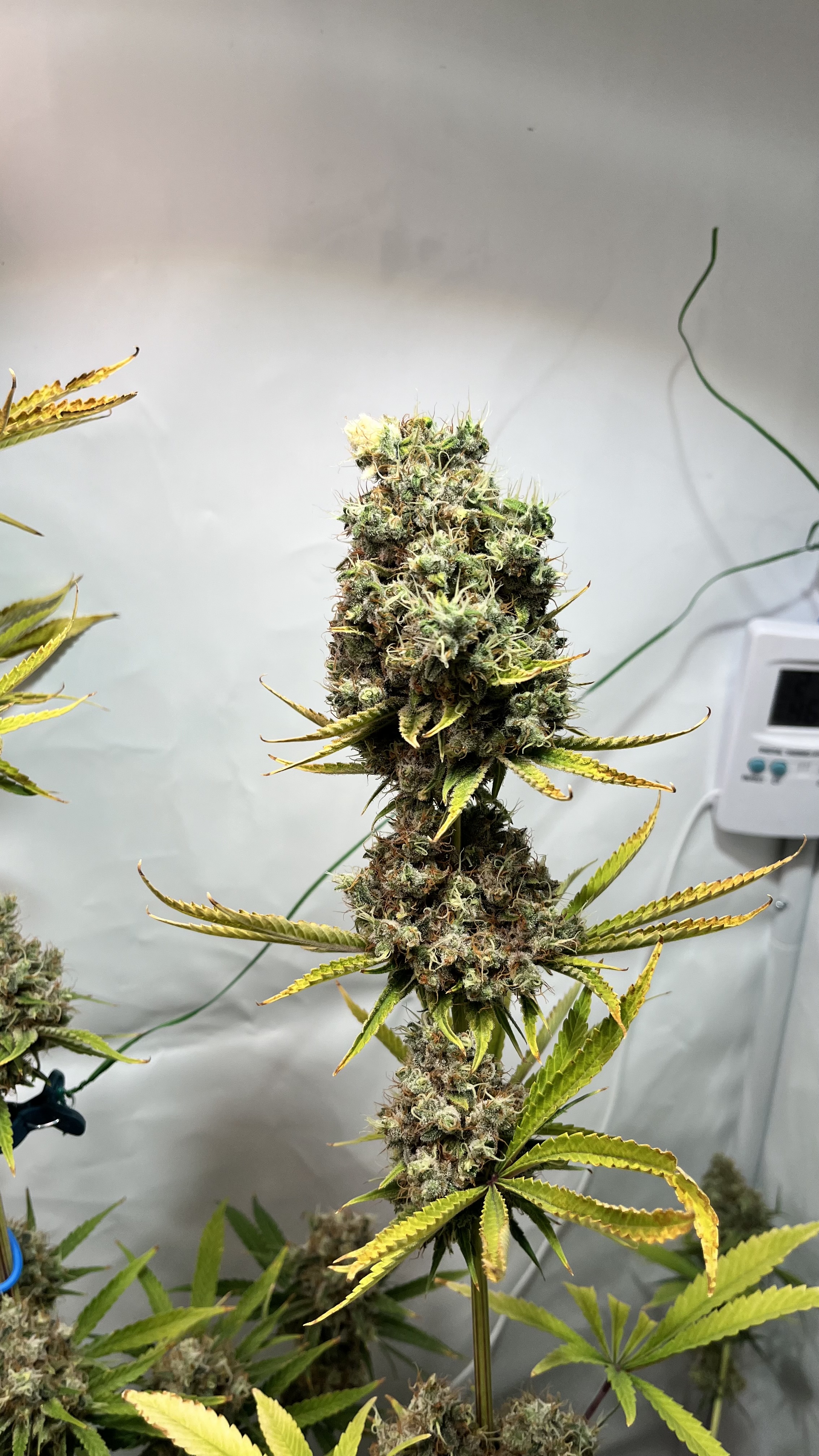 Kali Mist Strain ® Originally Bred by Serious Seeds